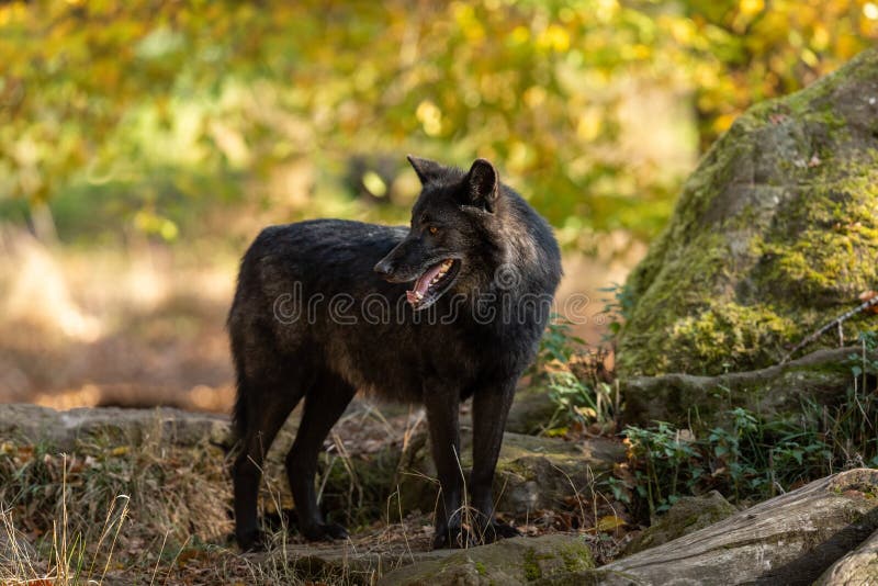 Black wolf in the forest stock image. Image of eyes - 166431613