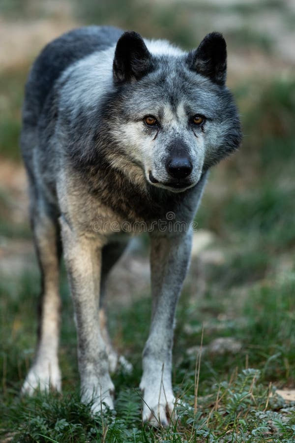 Black wolf in the forest stock image. Image of mammal - 166435775