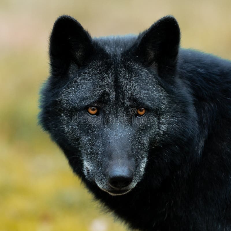 Black wolf in the forest stock image. Image of look - 166435823