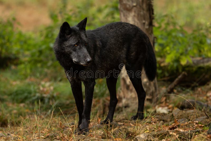 Black wolf in the forest stock photo. Image of dangerous - 166439964