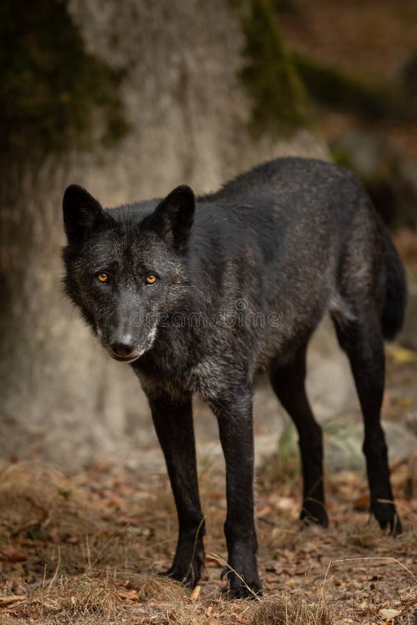 Black wolf in the forest stock photo. Image of lupus - 166440154