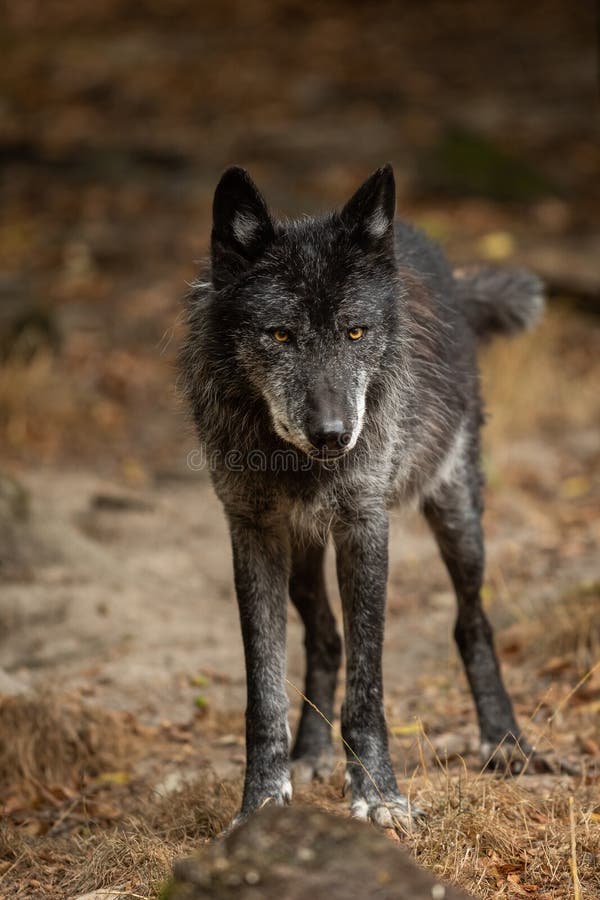 Black wolf in the forest stock photo. Image of forest - 166440160