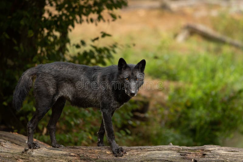 Black wolf in the forest stock image. Image of lupus - 166440191