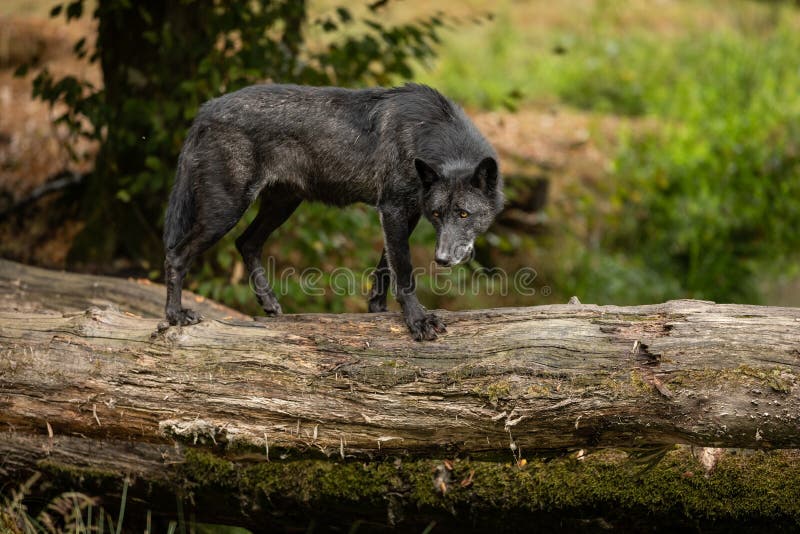 Black wolf in the forest stock photo. Image of lupus - 166440222