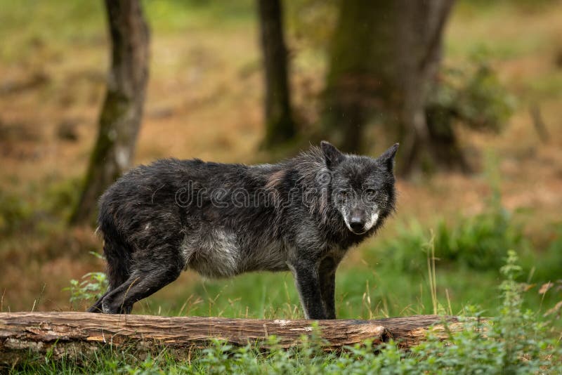 Black wolf in the forest stock image. Image of look - 166440229