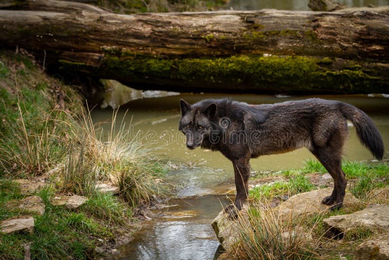 Black wolf in the forest stock image. Image of beautiful - 163763015