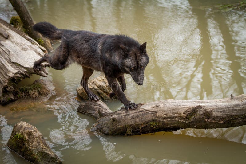 Black wolf in the forest stock photo. Image of lupus - 163763134