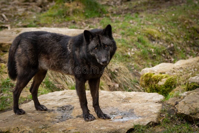 Black wolf in the forest stock photo. Image of female - 163763156