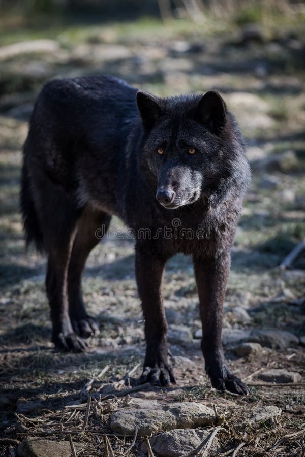 Black wolf in the forest stock photo. Image of isolated - 163757162