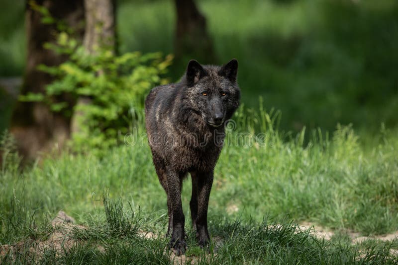 Black wolf in the forest stock photo. Image of forest - 166440160