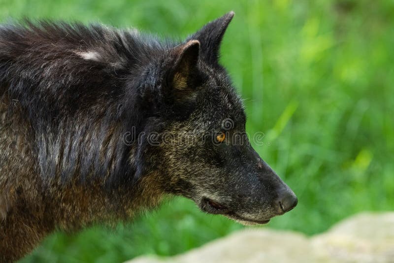 Black wolf in the forest stock photo. Image of animal - 163771920