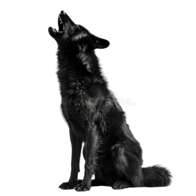 Black Wolf Howling, Sitting Stock Photo - Illustration of fierce, black ...