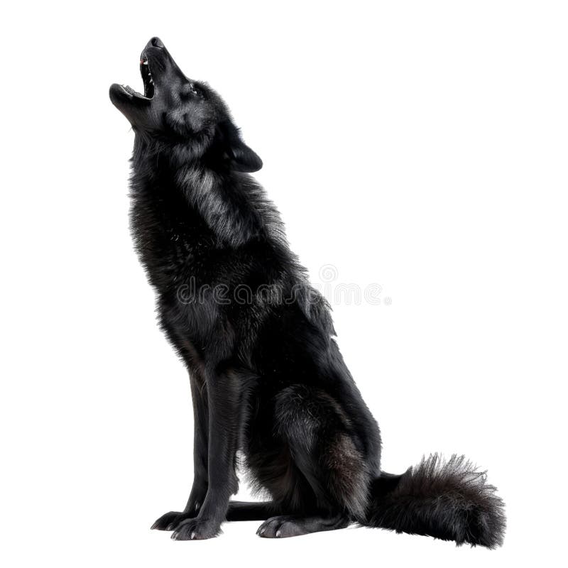 Sitting Howling Wolf Stock Illustrations – 310 Sitting Howling Wolf ...