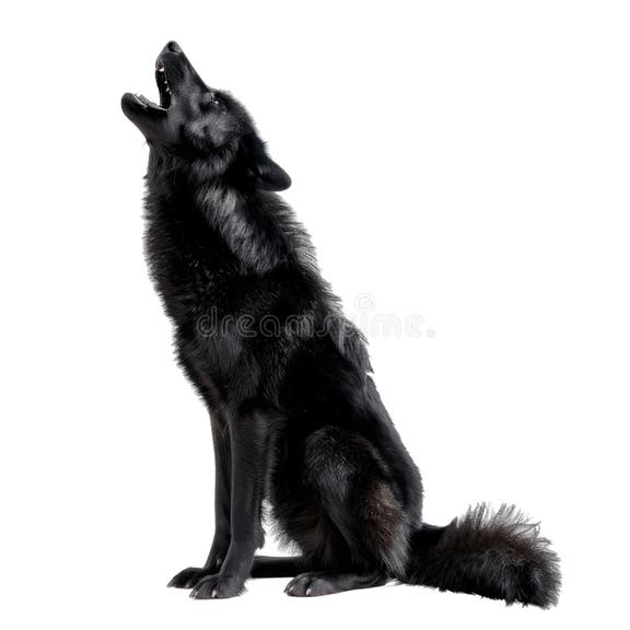 Black Wolf Howling Sitting stock photo. Illustration of alpha - 331550964