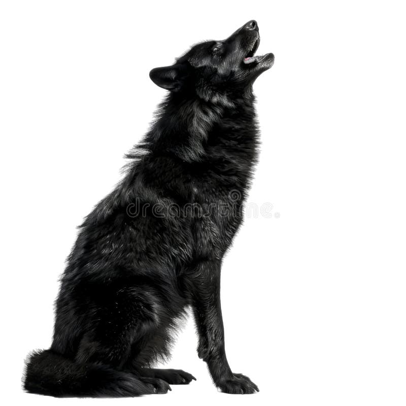 A Black Wolf Howling Sitting Stock Photo - Illustration of legs, eyes: 331550936