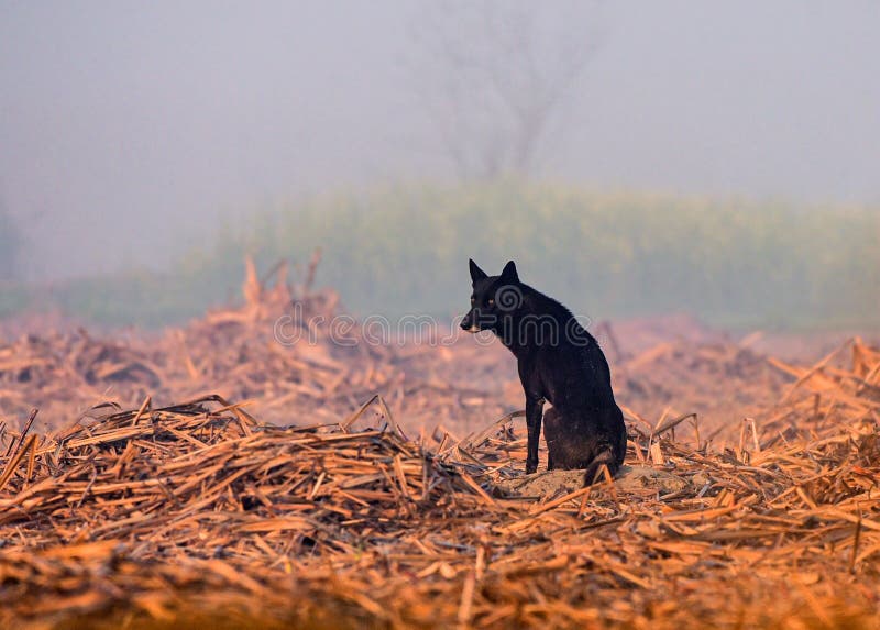Wolf Dog from Wildlife Areas of Rivers of Pakistan Stock Photo - Image ...