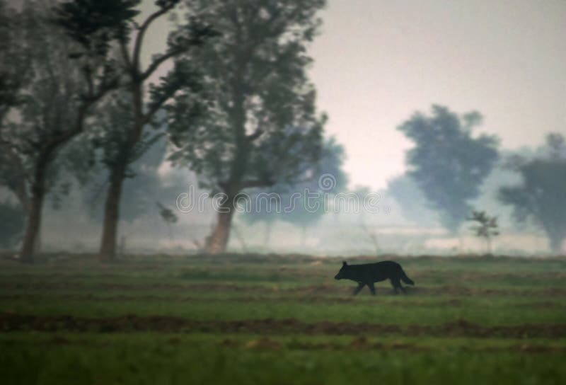 A Black Wolf is a Melanistic Colour Variant of the Gray Wolf. Stock ...
