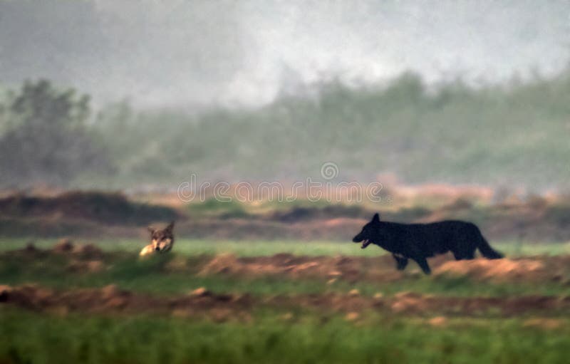 A Black Wolf is a Melanistic Colour Variant of the Gray Wolf. Stock ...