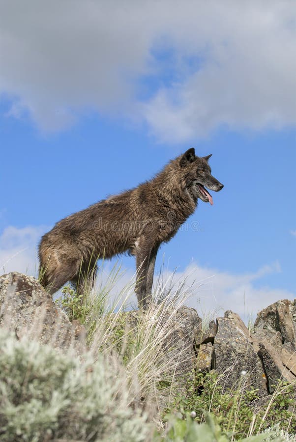 Black Wolf on Montana Ridge Stock Image - Image of lupus, timber: 185918887