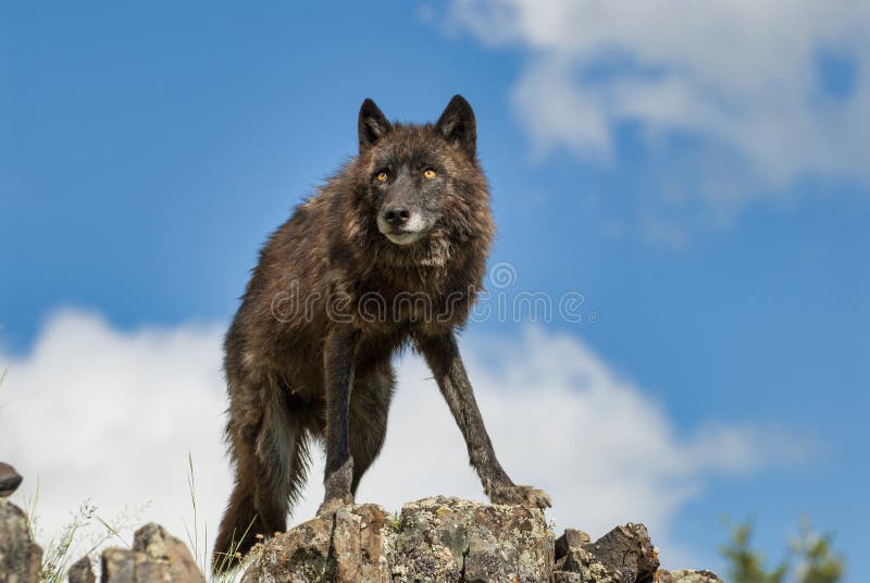 Black Wolf on Montana Ridge Stock Image - Image of lupus, timber: 185918887