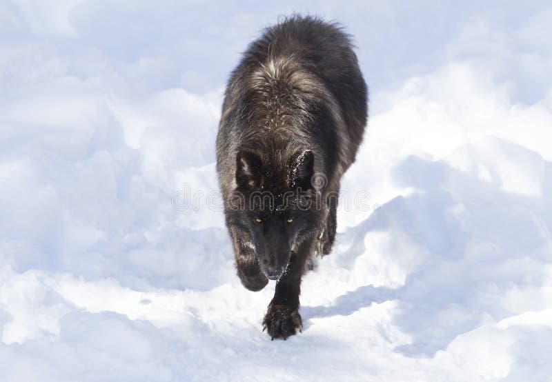 A Lone Black Wolf Canis Lupus Isolated on White Background Walking in ...