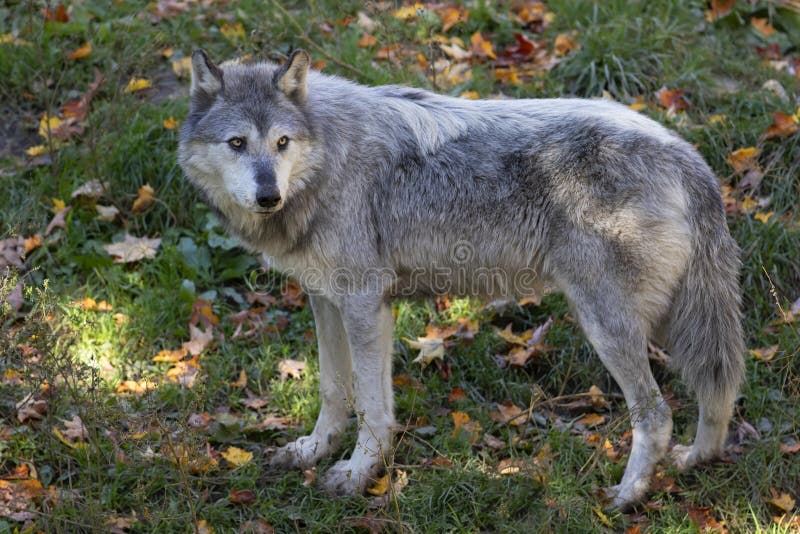A Black Wolf Standing in the Forest in Autumn in Canada Stock Image ...