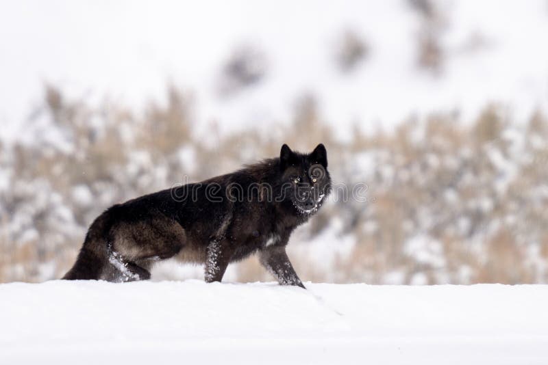 Black Wolf Staring at the Camera As he Walks through Snow Stock Image ...