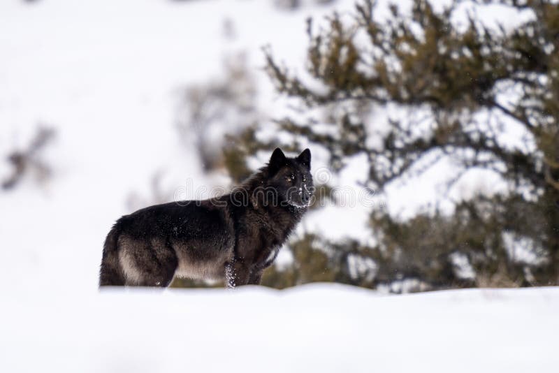 Black Wolf Staring Off Distance Snow Stock Photos - Free & Royalty-Free ...