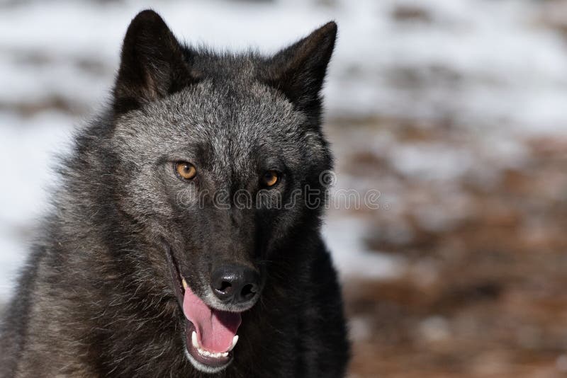 Black wolf with tongue out stock image. Image of fierce - 282247581