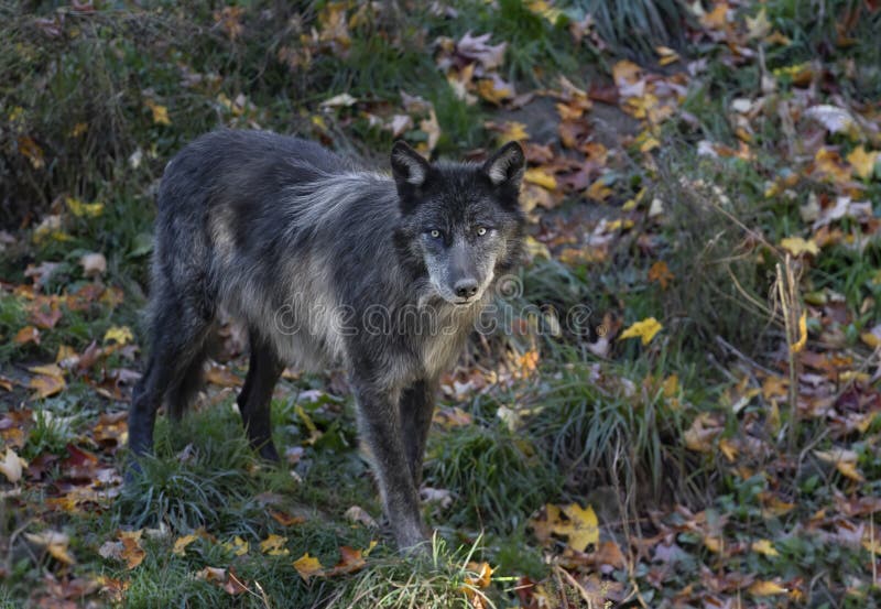 Black Wolf Walking through the Autumn Forest in Canada Stock Image ...