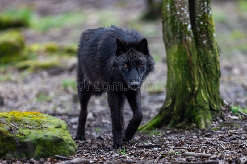 Black Wolf Walking in the Forest Stock Photo - Image of wild, wolf ...