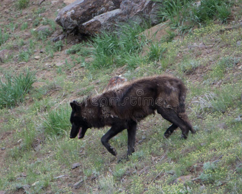 Black Wolf in Yellowstone National Park Stock Photo - Image of wyoming ...