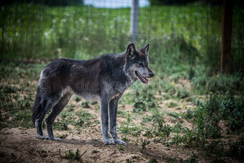 Black WolfDog Wolf Dog stock image. Image of brown, cute - 190234691