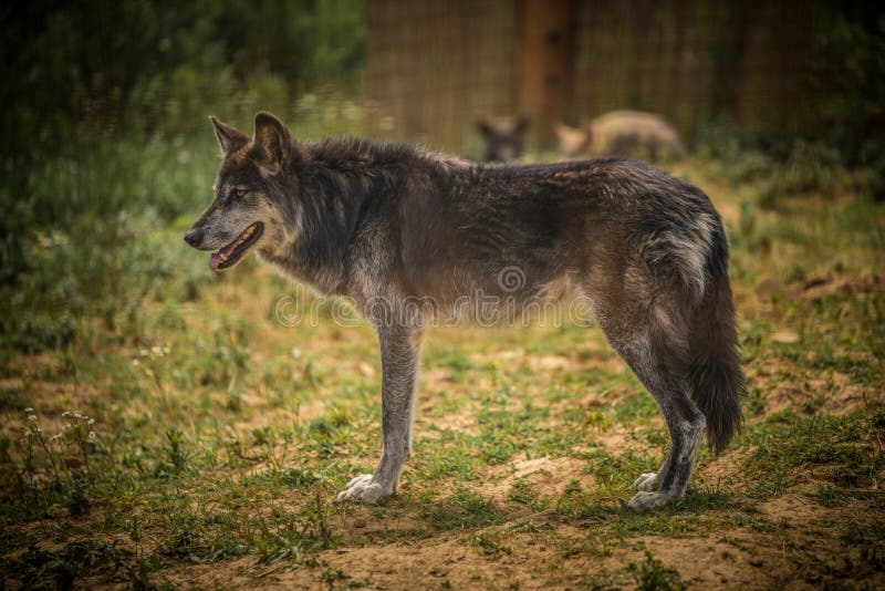 Black WolfDog Wolf Dog stock photo. Image of breed, adorable - 190234710