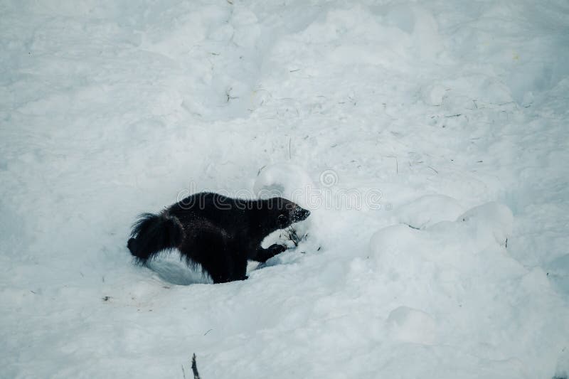 Black Wolverine Digging in Deep Snow in Ranua, Lapland Stock Photo ...