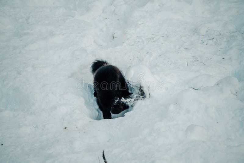 Black Wolverine Digging in Snow in Ranua, Lapland Stock Photo - Image ...
