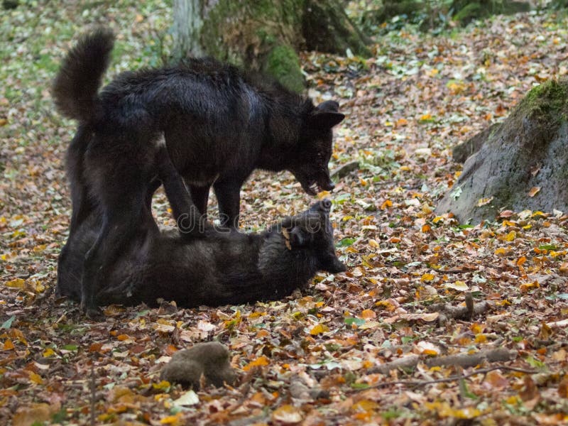 Black wolves in the forest stock image. Image of fauna - 268385055