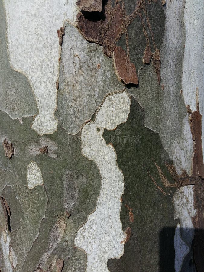 Black wood stock image. Image of grey, wood, tree, black - 93427721