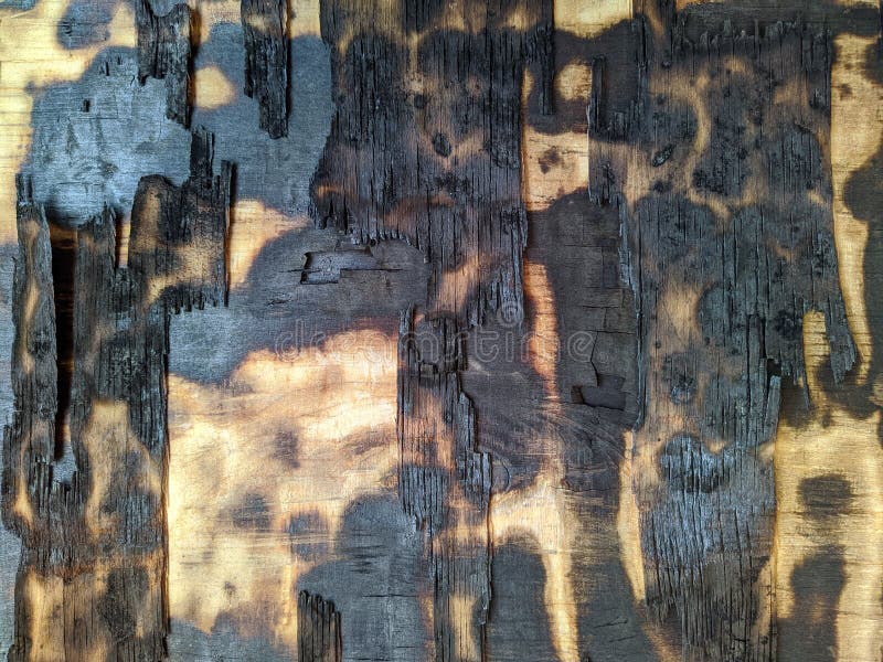 Black Wood Texture of Burnt Tree after Fire Stock Image - Image of ...
