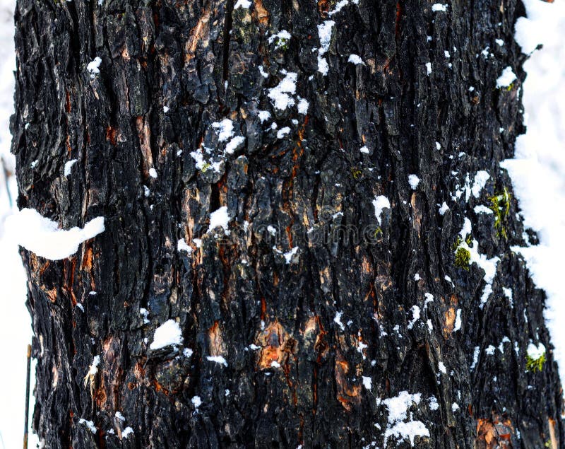 Black wood in winter stock image. Image of snow, bark - 81960381