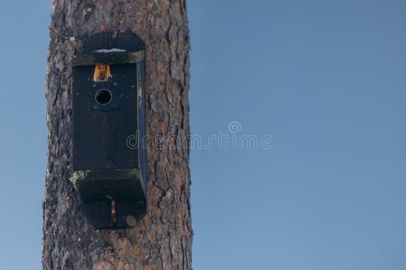 Black Wooden Bird Box on Tree with Blue Sky in the Background Stock ...