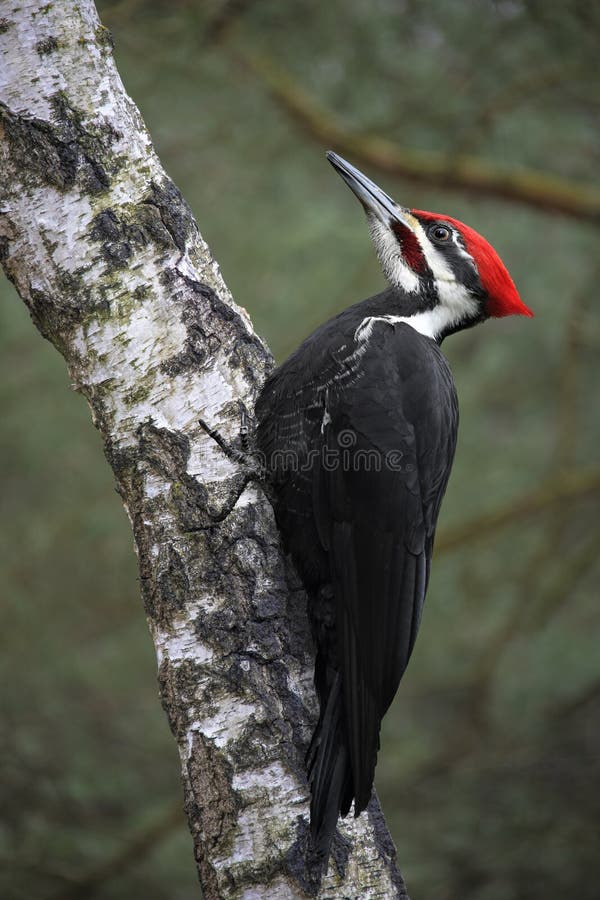 Black Woodpecker (Dryocopus Martius) Female on Birch Tree Trunk Stock ...