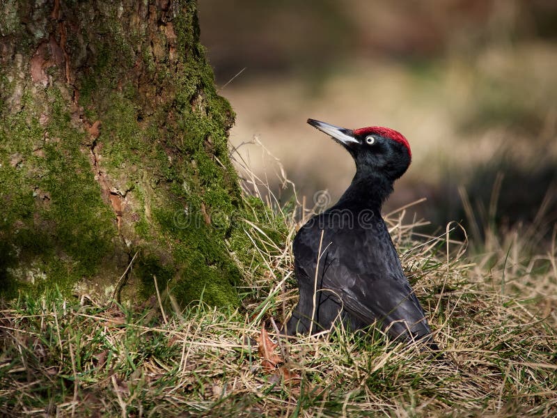 Black Woodpecker (Dryocopus Martius Stock Photo - Image of black, fauna ...