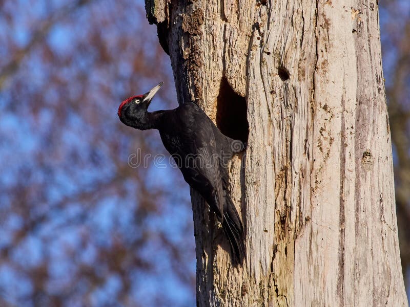 Black Woodpecker (Dryocopus Martius Stock Image - Image of wild ...