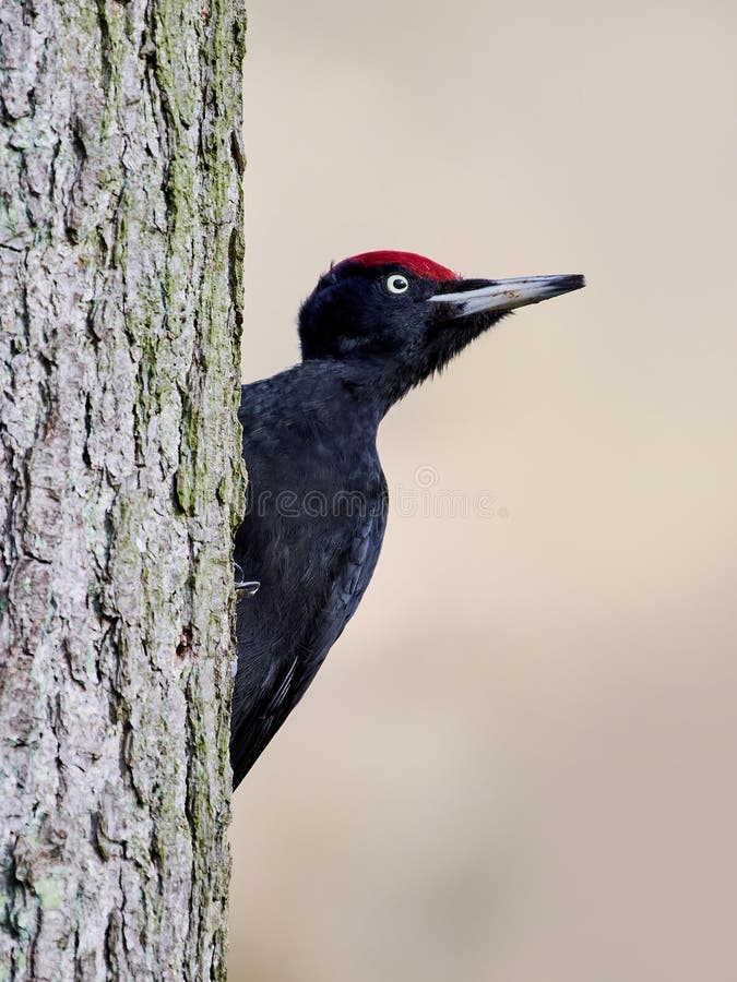 Black Woodpecker (Dryocopus Martius Stock Image - Image of wilderness ...