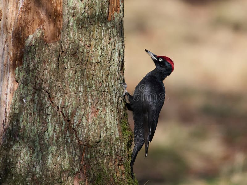 Black Woodpecker (Dryocopus Martius Stock Photo - Image of martius ...