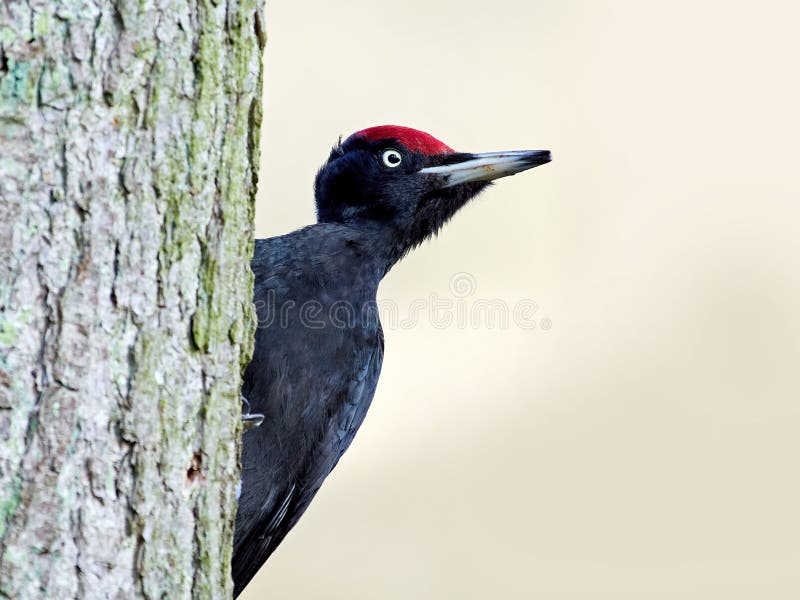 Black Woodpecker (Dryocopus Martius Stock Photo - Image of martius ...