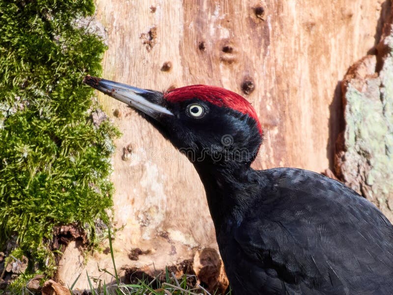 Black Woodpecker (Dryocopus Martius Stock Image - Image of nature ...