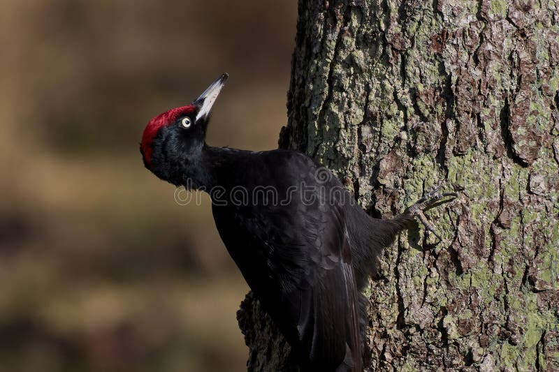 Black Woodpecker (Dryocopus Martius Stock Photo - Image of fauna, bird ...