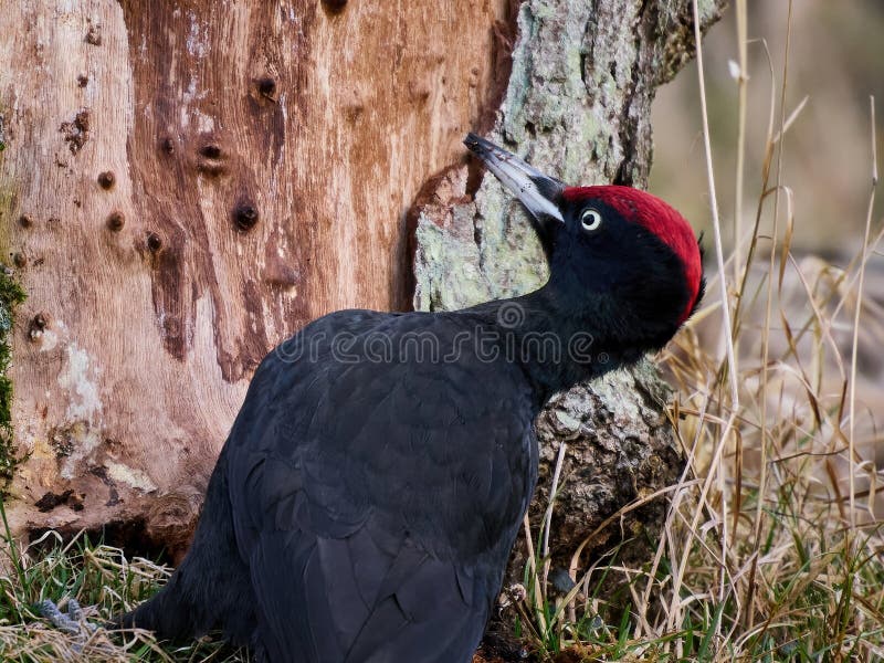 Black Woodpecker (Dryocopus Martius Stock Image - Image of fauna ...